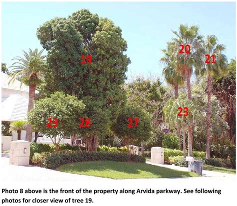 Tree Disposition Mitigation Lewis Aqui Landscape Architect