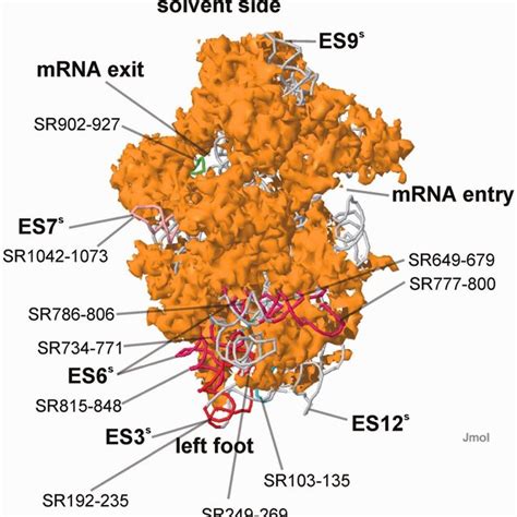 The Yeast 18s Rrna Sticky Regions Set In The Context Of The Crystal Download Scientific Diagram