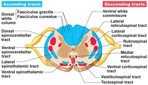 Spinal Cord Anatomy Tracts