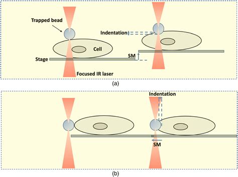 Schematic Showing Cell Indentation By Optical Tweezers A Axial Download Scientific Diagram