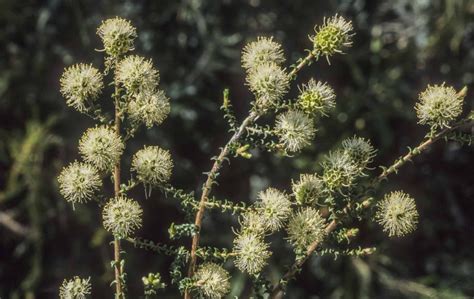 Kunzea Aristulata Australian Plants Society
