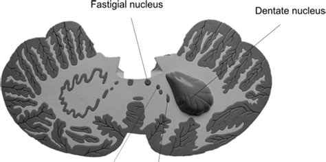 Macroscopic Anatomy Deep Cerebellar Nuclei