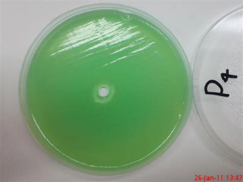 Pseudomonas Aeruginosa Disk Diffusion Method With Ege Download Scientific Diagram