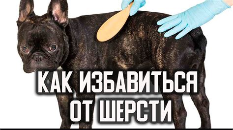 Как избавиться от шерсти от французского бульдога Youtube