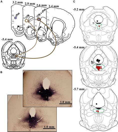 The Graphic In A Depicts The Anatomical Locations Of Ctb Injection Download Scientific