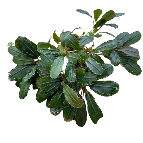 Bucephalandra Lamandau Round Borneo Aquatic