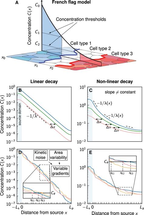 Figures And Data In Patterning Precision Under Non Linear Morphogen Decay And Molecular Noise