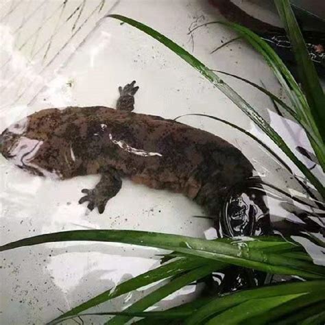 秦岭大鲵娃娃鱼10厘米一对，鲜活生态养殖，顺丰包邮包活，你准备好迎接神秘水下精灵了吗？ 特许养殖水产 淘宝百科网