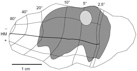 Very Long Range Disynaptic V1 Connections Through Layer 6 Pyramidal Ne Eb