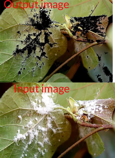 Using Open Cv To Detect Greenhouse Crop Detection And Infestation Page 4 Imgproc Opencv
