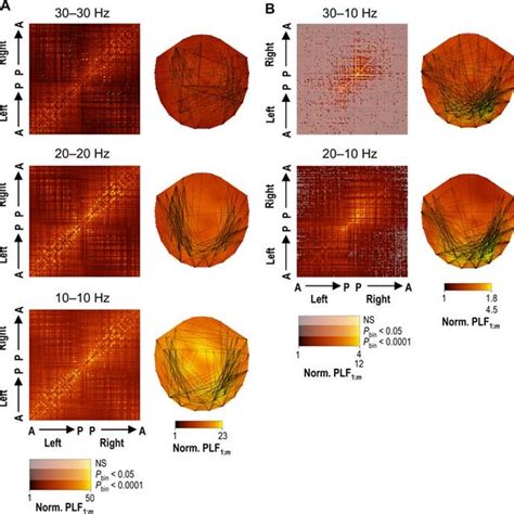 Pdf Phase Synchrony Among Neuronal Oscillations In The Human Cortex