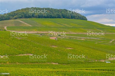 비오는 날 프랑스 샴페인 지역 인 에페르네이 근처의 녹색 웅크린 크루 포도원이있는 풍경 코트 데 블랑의 백악토 토양에 흰색 샤도 네 와인 포도의 재배 0명에 대한 스톡 사진