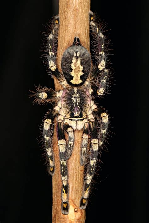 Poecilotheria Subfusca 2cm Tarantula Shop