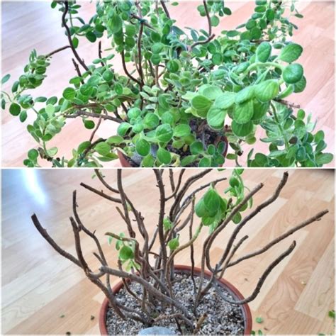 한여름 과성장 장미허브 가지치기 삭발 다시 키우기 네이버 블로그