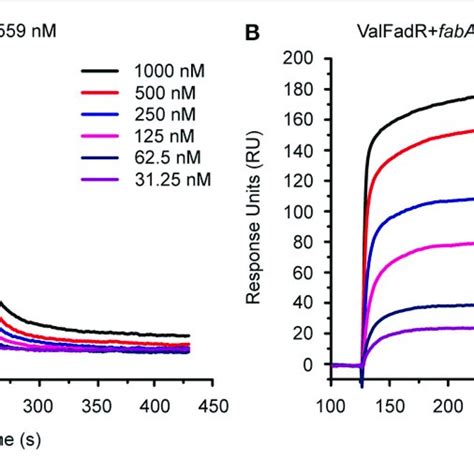 Fadr Activates Expression Of Faba An Important Gene For Unsaturated