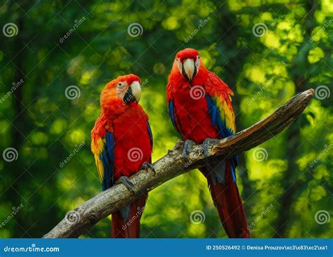 два дружеских арских попугая на бранче с зеленым фоном Стоковое Фото