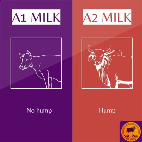 KNOW THE DIFFERENCE BETWEEN A AND A MILKING COWS Milk Cow Genetic Mutation Cow