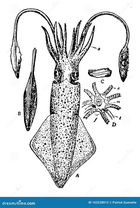 Europese Inktvis Vintage Afbeelding Vector Illustratie