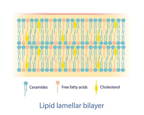 Fatty Acid And Lipid Bilayer At Dena Fraley Blog