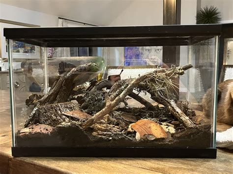 Striped Bark Scorpion Colony Enclosure R Scorpions