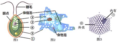 变形虫图片 蓝藻图片 眼虫图片 大山谷图库