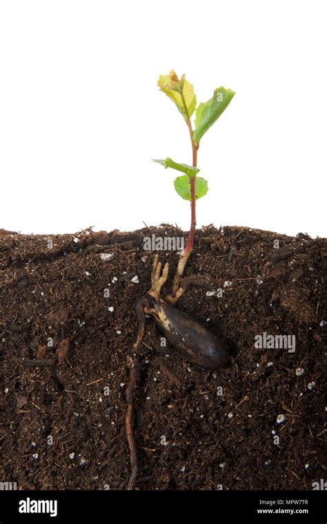 Tree Roots Growing Above Ground Hi Res Stock Photography And Images Alamy