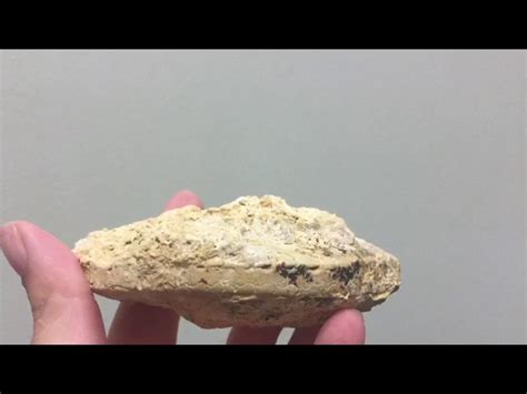 18 How To Clean Fossils MarlynCorin