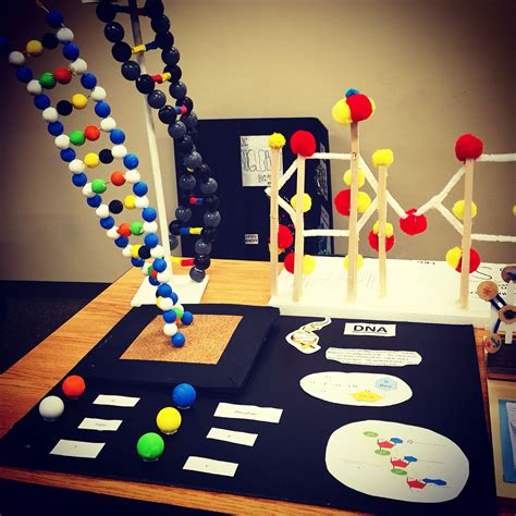 Dna Replication Model Project Artofit