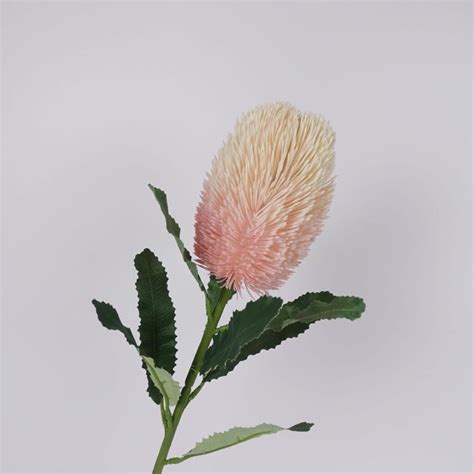 Banksia Stem 65cmh In Cream Pink Australian Native Flowers Banksia