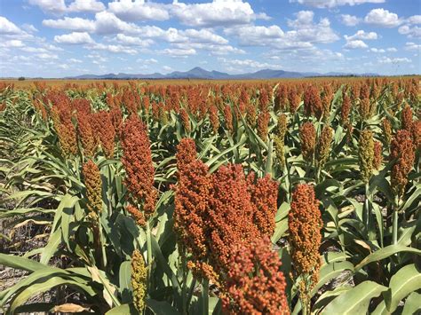 Rain Needed To Consolidate Sorghum Yields Complete Cq Sowing Grain Central