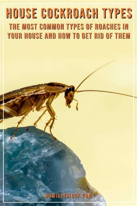 House Cockroach Types Common Types Of Roaches At Home And How To Get Rid Of Them How I Get Rid Of