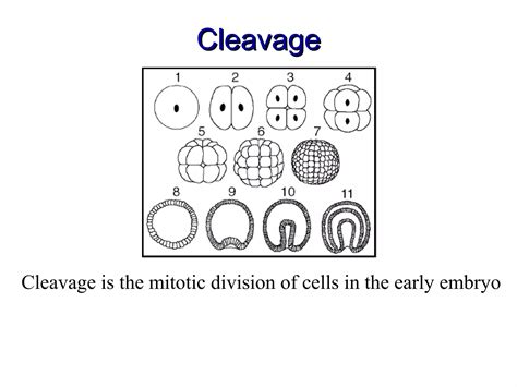 Human Embryonic Development Ppt