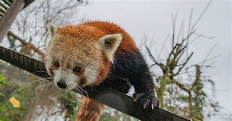 Red Pandas Best Birthday Present Ever Album On Imgur