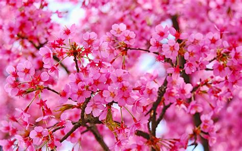 Flowers Nature Wallpaper 3840x2400 56664 Baltana