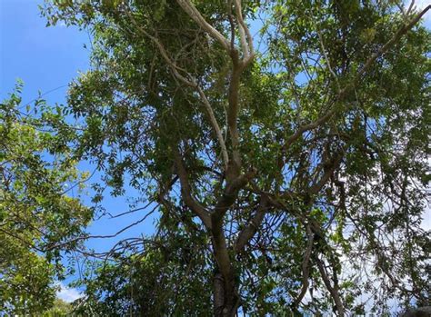 Python Hides Ready To Strike Among Tree Branches But Can You Spot It