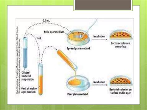 Inokulasi Dan Identifikasi Bakteri Pptx