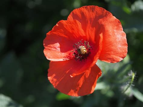 Corn Poppy Papoula Flor Foto Gratuita No Pixabay Pixabay