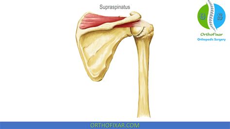 Rotator Cuff Of The Shoulder Anatomy Function And Clinical Guide