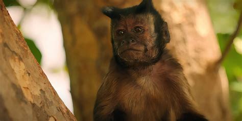 Bad Monkey Review Vince Vaughn Bolsters A Complex Narrative In Apple