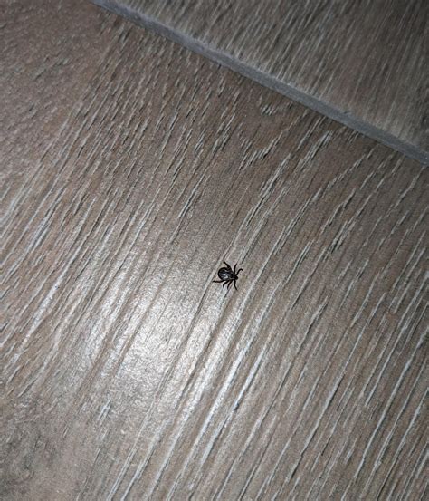 What Is This Bug R Whatsthisbug