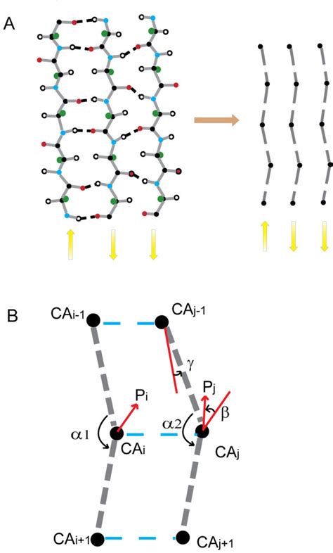 Schematic Illustration Of The Parameters Used In The Beta Sheet Download Scientific Diagram