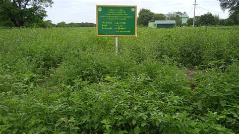 မြစ်သားမြို့နယ်တွင် နှမ်းစိုက်ခင်း ၃၅၆၁ ဧက စိုက်ပျိုးပြီး အောင်မြင်ဖြစ်ထွန်း Information And