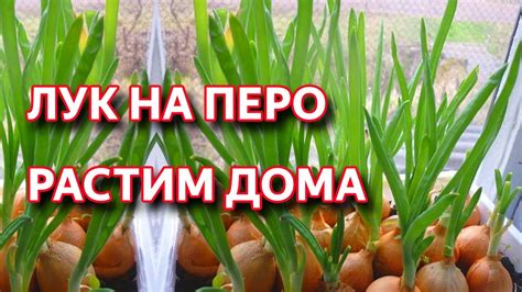 Выращиваем лук на зелень дома - YouTube