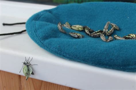 Роддом для бабочек у нас дома: инструкция, как вывести бабочку ...