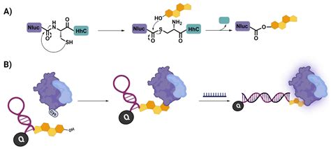 Synthesis Of Protein Oligonucleotide Conjugates