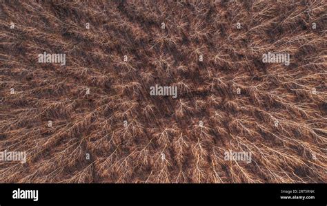 Deciduous Forest Woodland From Above Tall Trees With No Leaves From Drone Pov In Autumn Stock