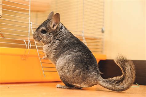 Шиншилла дома (73 фото) - фото - картинки и рисунки: скачать бесплатно