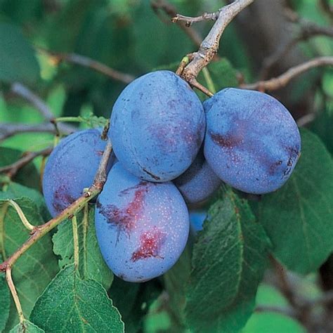 Prune Fruit