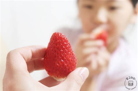 킹스베리 대왕딸기 설향딸기와의 차이 딸기칼로리 알아보기 네이버 블로그