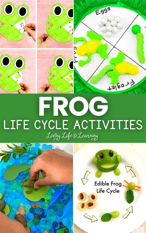 Edible Frog Life Cycle Snack Teach Beside Me Frog
